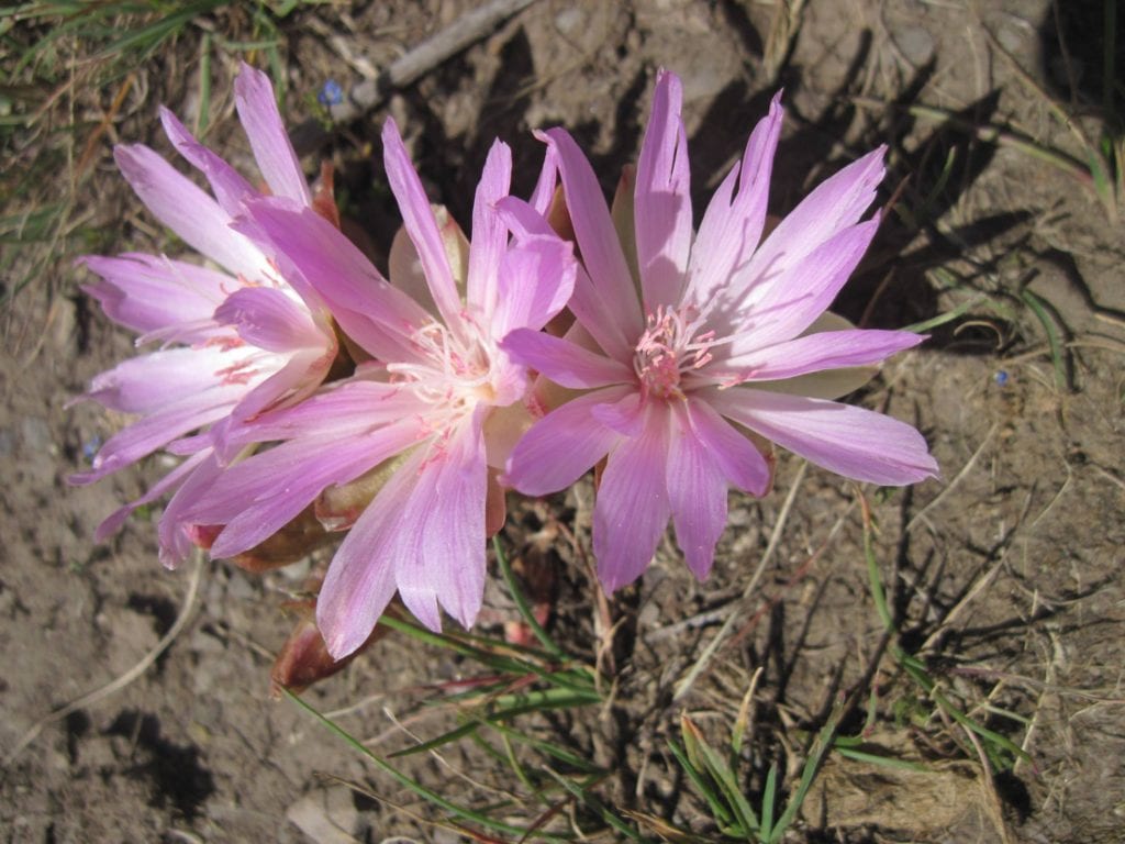 Bitterroot: A Salish Memoir of Transracial Adoption - by Susan Devan ...